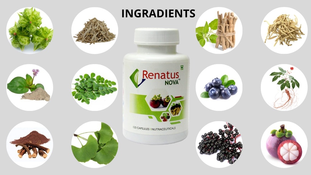 Renatus Wellness ORIGINAL Renatus Nova Capsules | Nutraceuticals Supplement| 120 Capsule